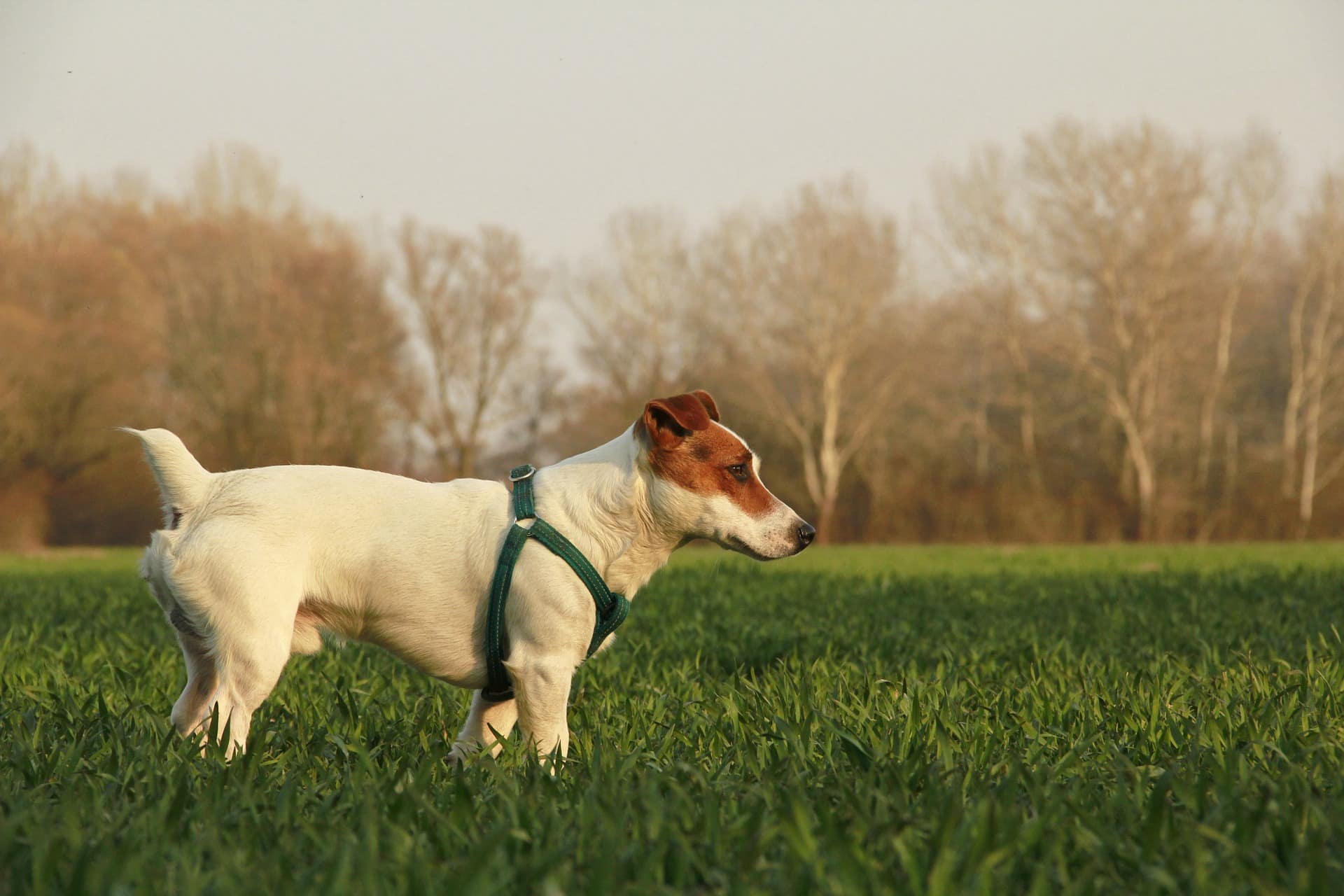 Complete Your Quivira Crossing Veterinary Clinic New Patient Form Online