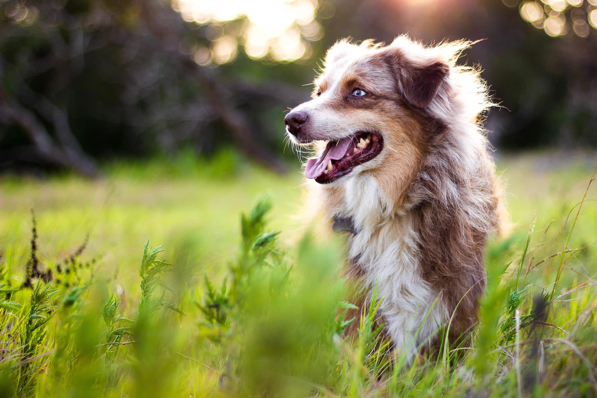 Overland Park, KS Veterinarians | Quivira Crossing Veterinary Clinic Team