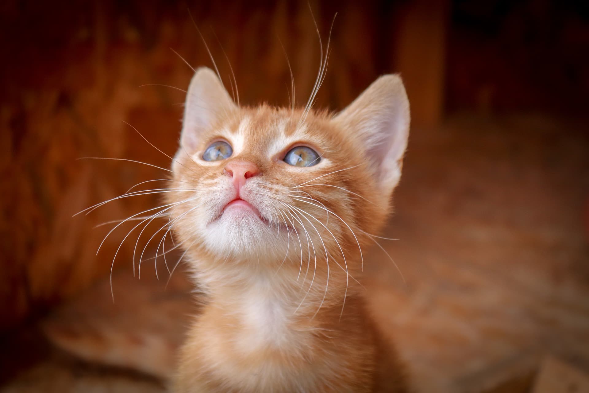 Request an Appointment at Quivira Crossing Veterinary Clinic