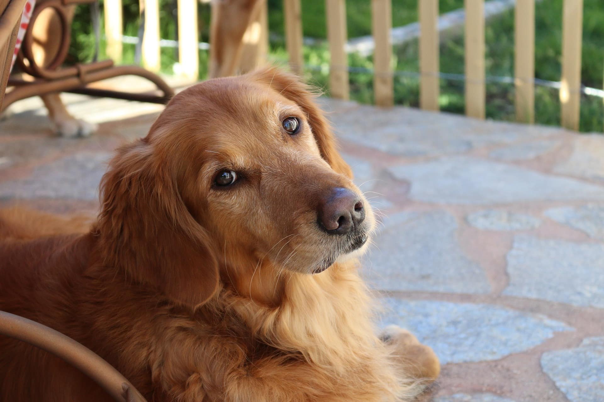 Pet Products and Food at Quivira Crossing Veterinary Clinic